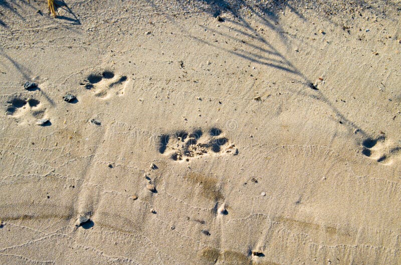 Deep Footprints Of Human Bare Feet On A Sandy Beach, A Footprint Path ...