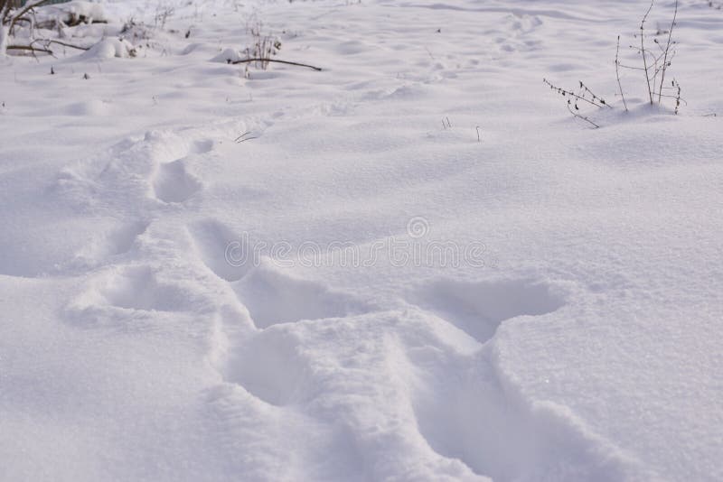 Deep Footsteps from Boots on Snow in Winter Stock Image - Image of foot ...