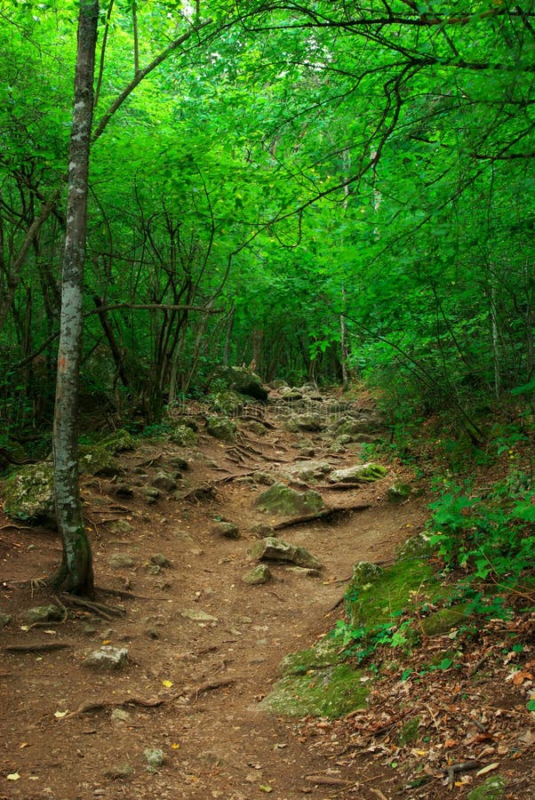 Deep forest stock photo. Image of ground, branch, friendly - 10491466