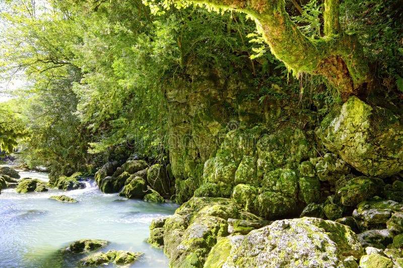 Deep forest stock photo. Image of green, lush, leaf, color - 11221128