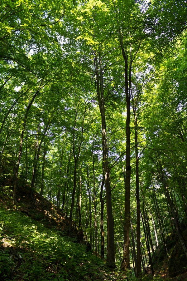 Deep forest stock image. Image of season, scenery, green - 23269149