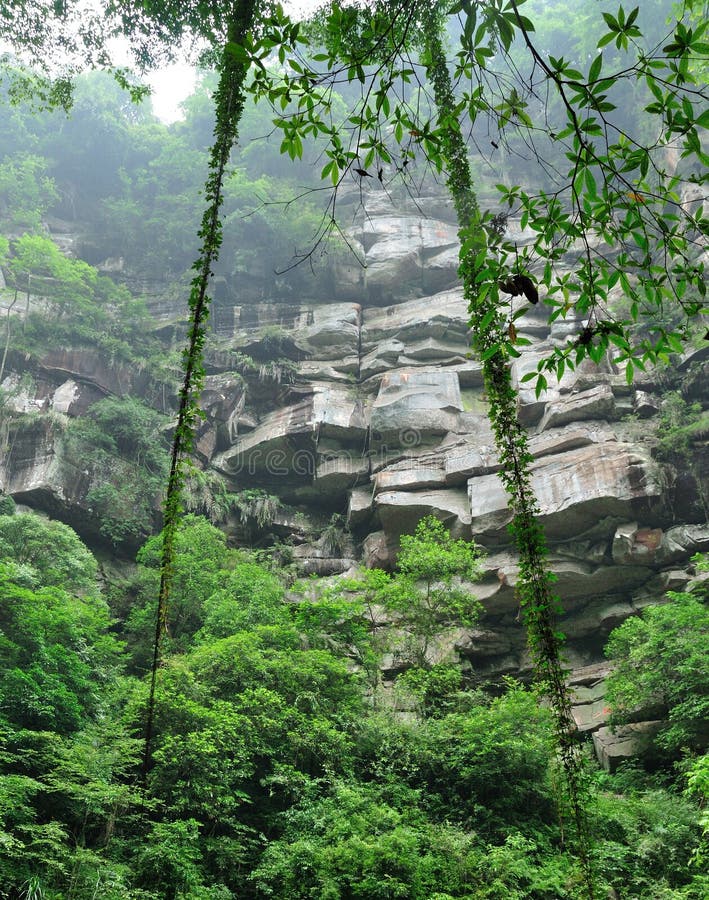 Deep forest stock photo. Image of purified, forest, leaf - 26791894