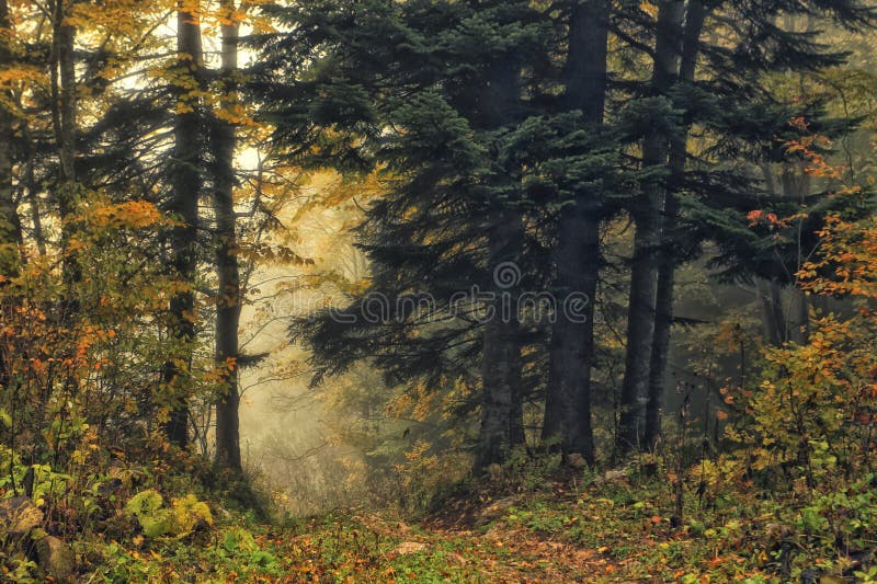 Deep forest stock photo. Image of morning, multi, orange - 45002692