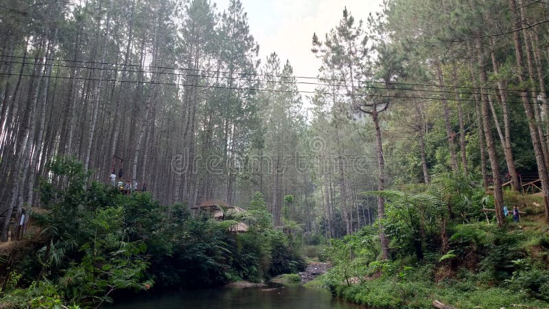 Deep forest calm and relax stock image. Image of deep - 153129891