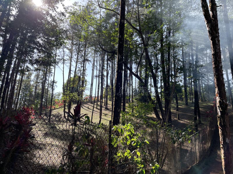 Deep Forest in Cerro Azul Panama Stock Photo - Image of deep, panama ...