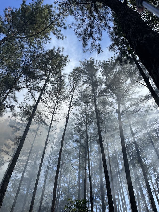 Deep Forest in Cerro Azul Panama Stock Image - Image of cerro, grid ...