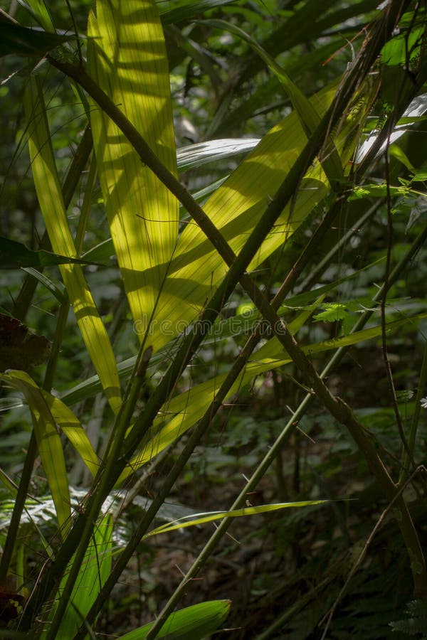Deep in the Forest Close-up View Stock Image - Image of fresh, deep ...