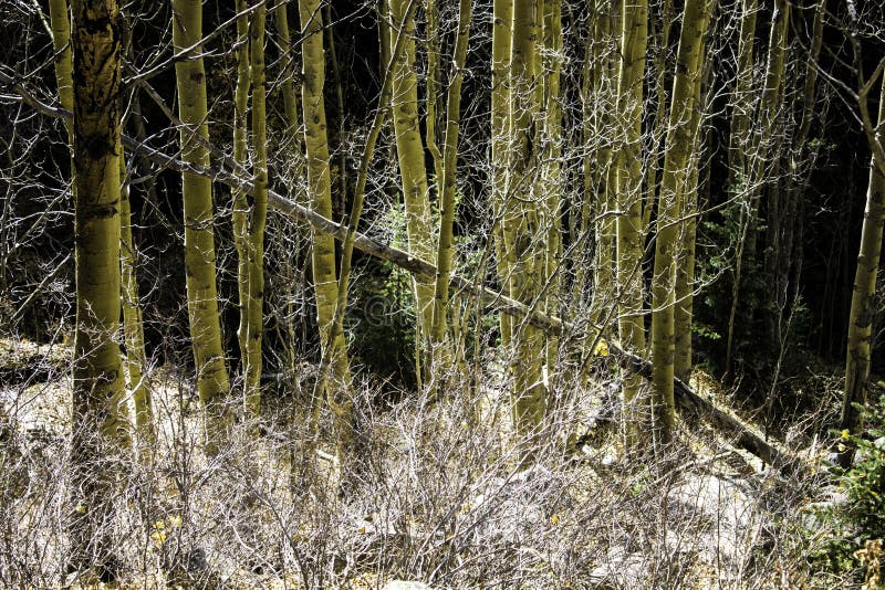 Deep Forest stock photo. Image of yellow, mountains - 102279422