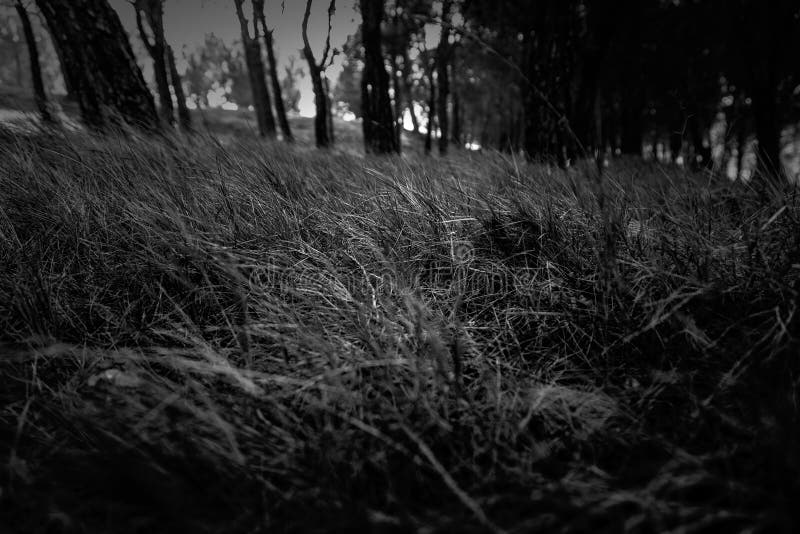 Shadow of Trees in the Forest Stock Image - Image of misty, park: 242193893