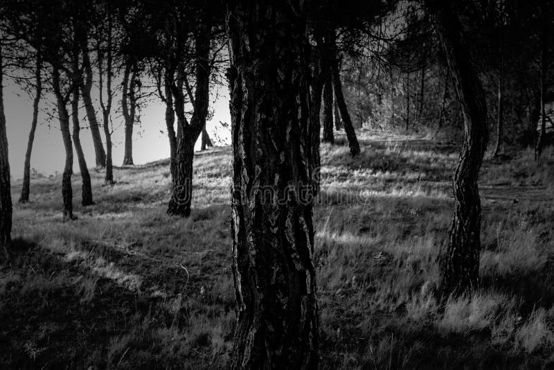 Shadow of Trees in the Forest Stock Image - Image of woods, season ...