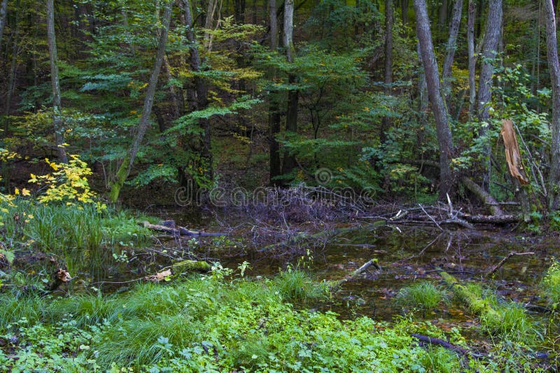 Deep in the forest stock photo. Image of leaf, nature - 237491160