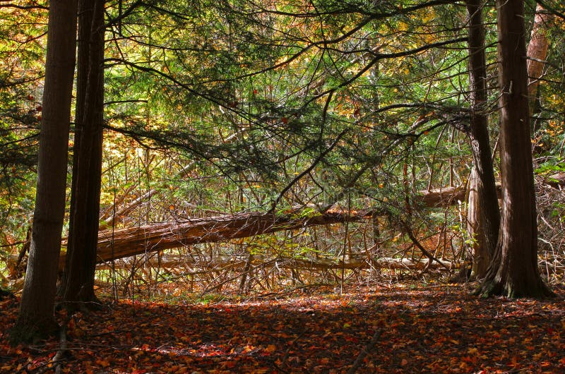 Deep Forest with Fallen Tree Stock Image - Image of nature, canadian ...