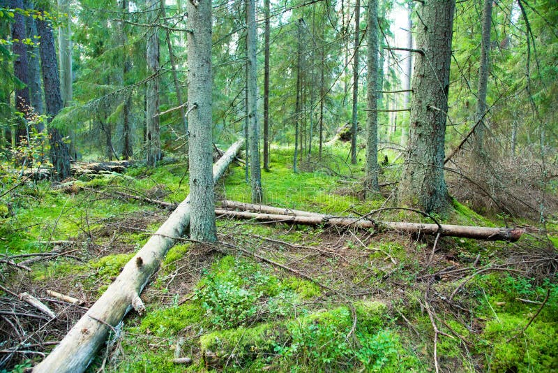 Deep Forest and Fallen Trees Stock Image - Image of piny, green: 80682447