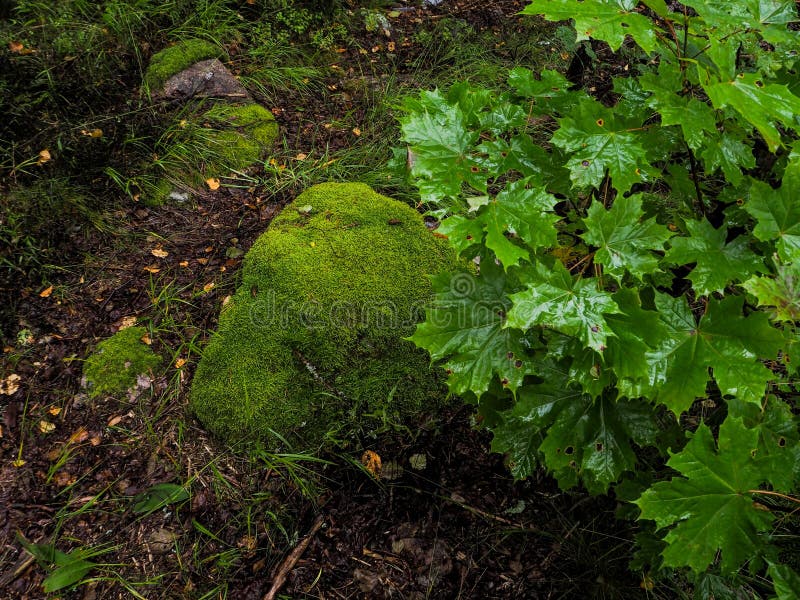 In the Deep Forest. the Mystical Rainforest. Forest Landscape with ...