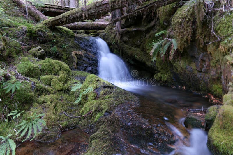 Deep in the green stock photo. Image of moss, rivers - 51121164