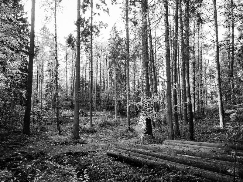 Deep Forest Labndscape. Bw Filter Toned Stock Image - Image of deep ...