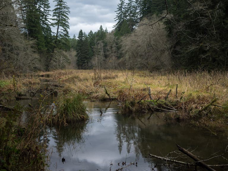 Deep Forest Lake stock photo. Image of last, winter, lonely - 91526370