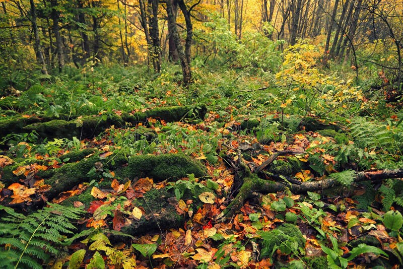Deep forest stock photo. Image of forest, mist, plants - 50409860