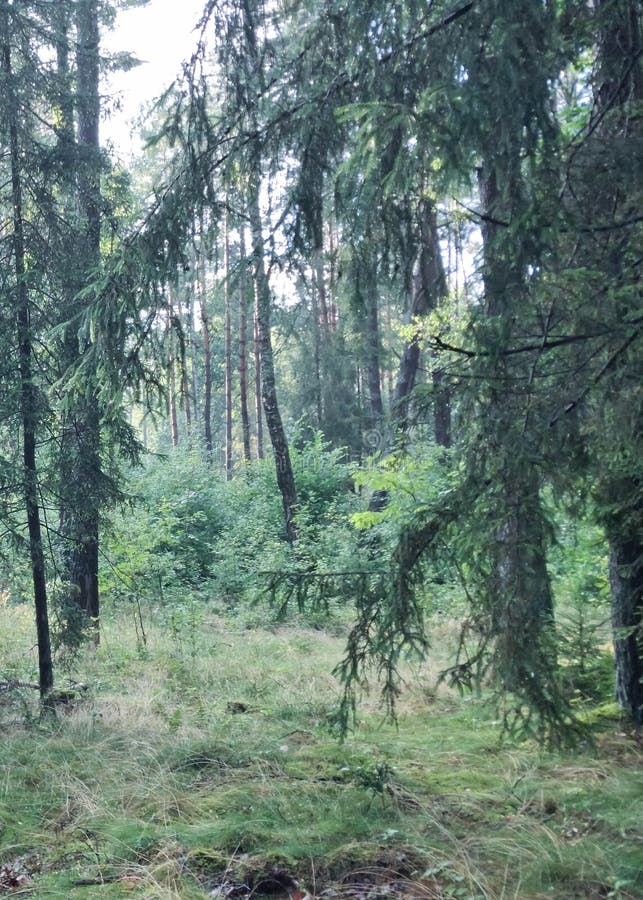 Deep forest landscape stock photo. Image of leaves, tuchola - 394113668