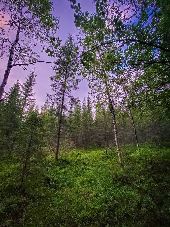 Deep Forest in Lapland, Norway Stock Photo - Image of rural, green ...