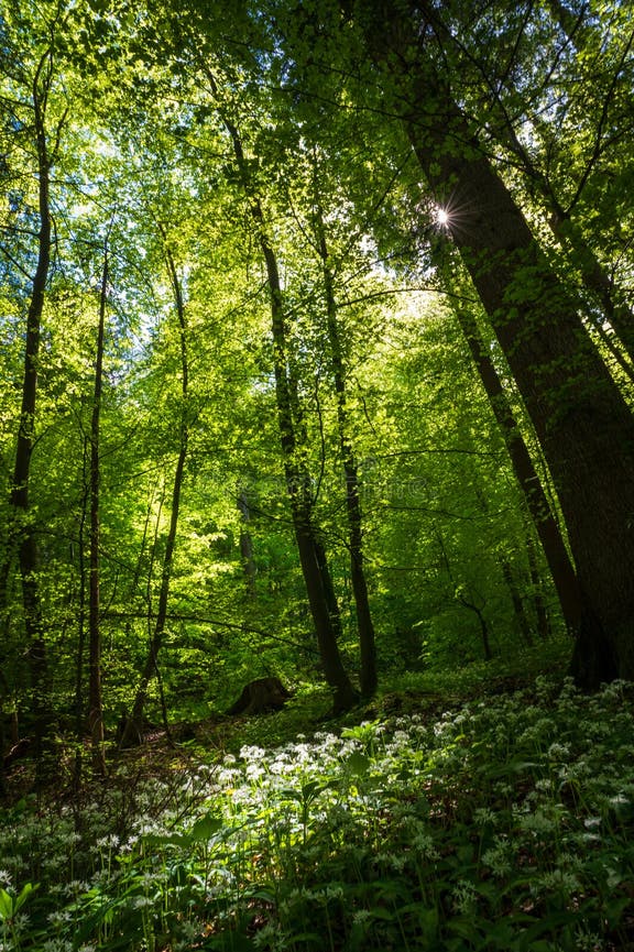 Deep Forest with Light Hitting the Ground - Vertical Format Stock Image - Image of vertical ...