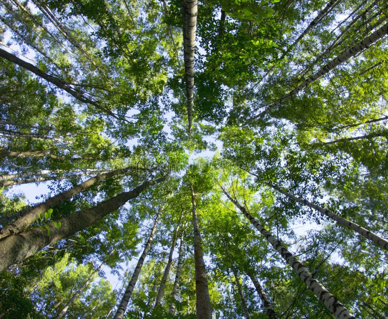 Deep Forest with Lively Colors Stock Photo - Image of tall, season ...