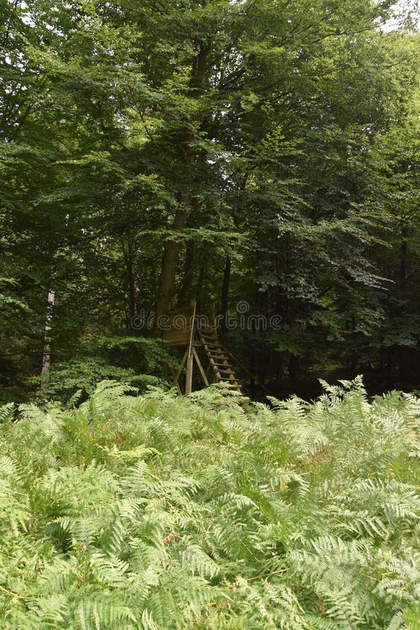 Forest stock image. Image of grove, foliage, footpath - 122233177