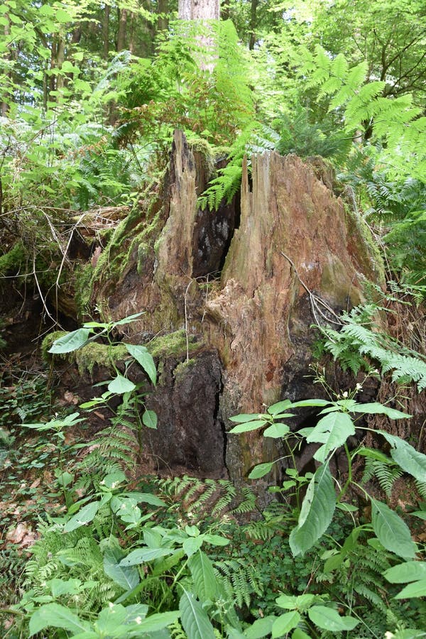 Forest stock photo. Image of foliage, vegetation, flora - 122234084