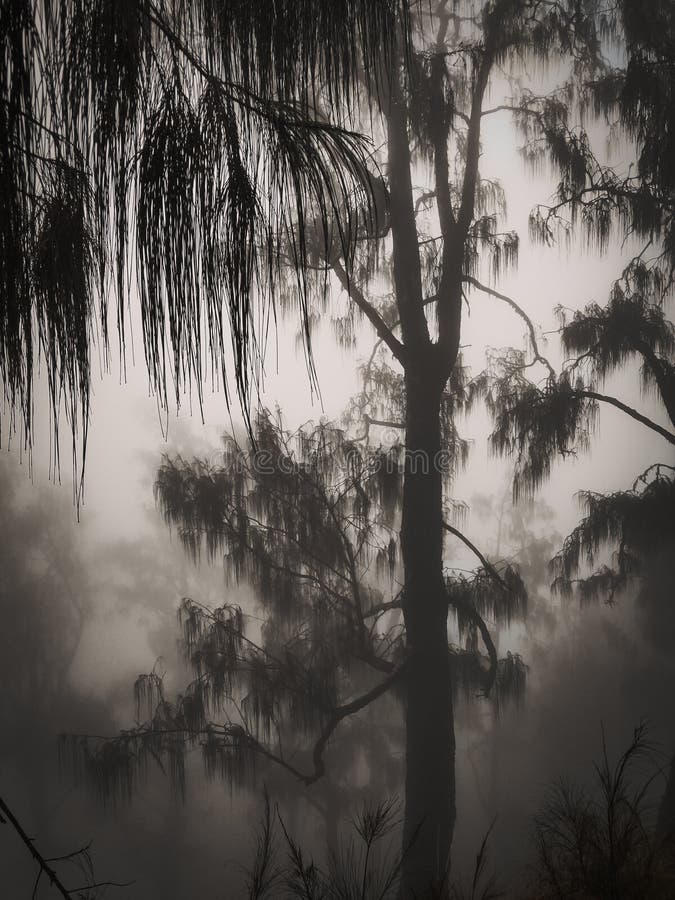 Deep Forest Mist Haze Fog Outdoor Jungle Tree Stock Image - Image of ...