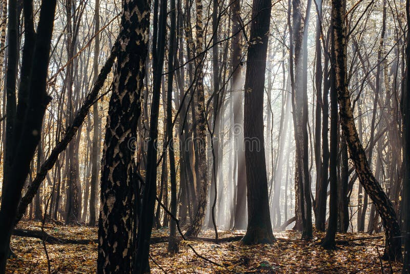 Deep in the Forest in the Mountains Stock Image - Image of leaf, dusk ...