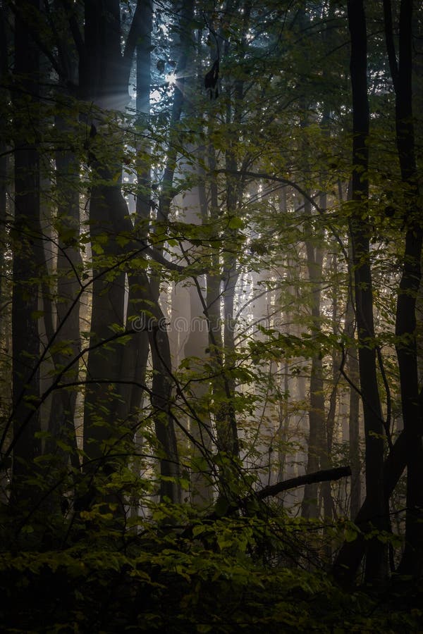 Deep in the Forest in the Mountains Stock Image - Image of hill, india ...