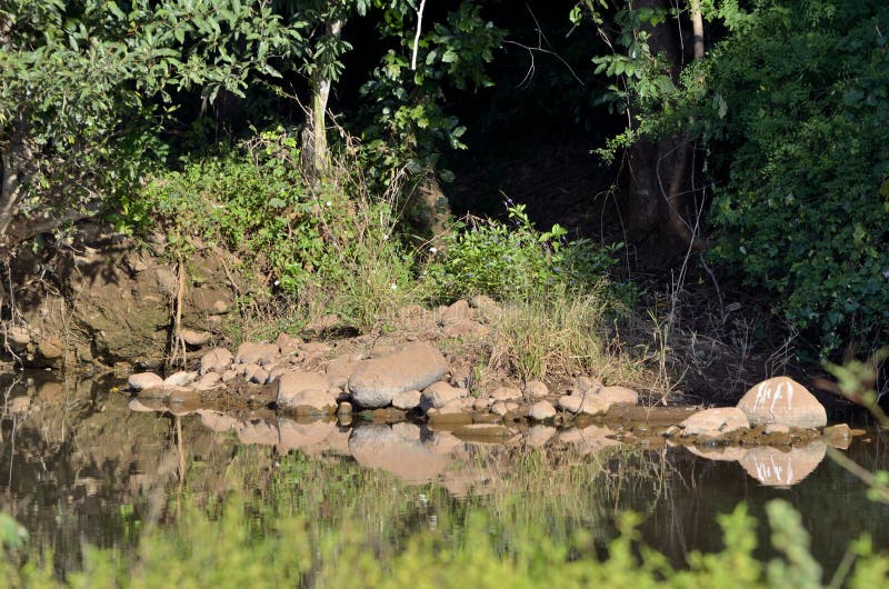 Deep Forest Nearby River on Indian Country Side Village Stock Image ...