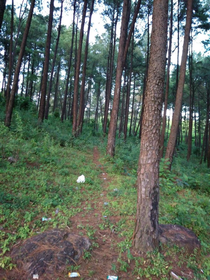 Deep Forest of Odisha India and Long Tree Stock Image - Image of deep ...