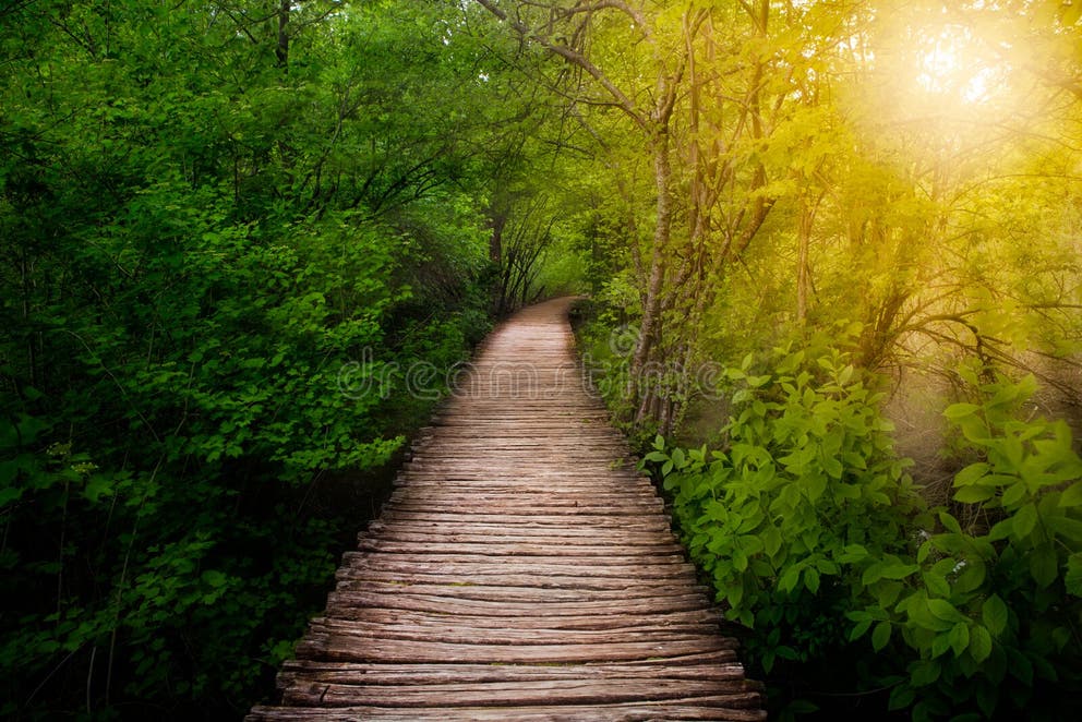 Deep Forest Pathway in the Sunshine Stock Photo - Image of path ...