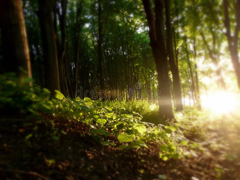 Deep in the forest stock photo. Image of park, holidays - 40206538