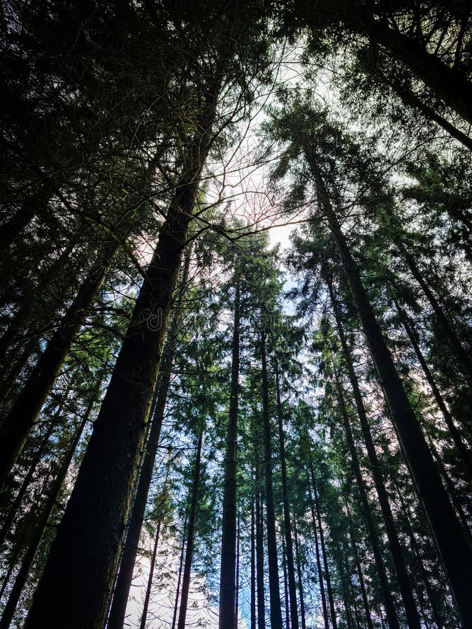 Deep in the Forest. Quiet Trees Stock Photo - Image of leaf, flower ...