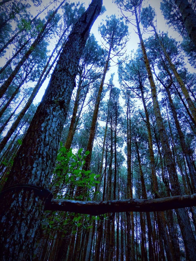 Deep forest rainforest stock image. Image of flower - 247937249