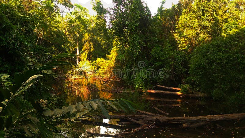 Deep forest and river stock photo. Image of trees, summer - 160695746
