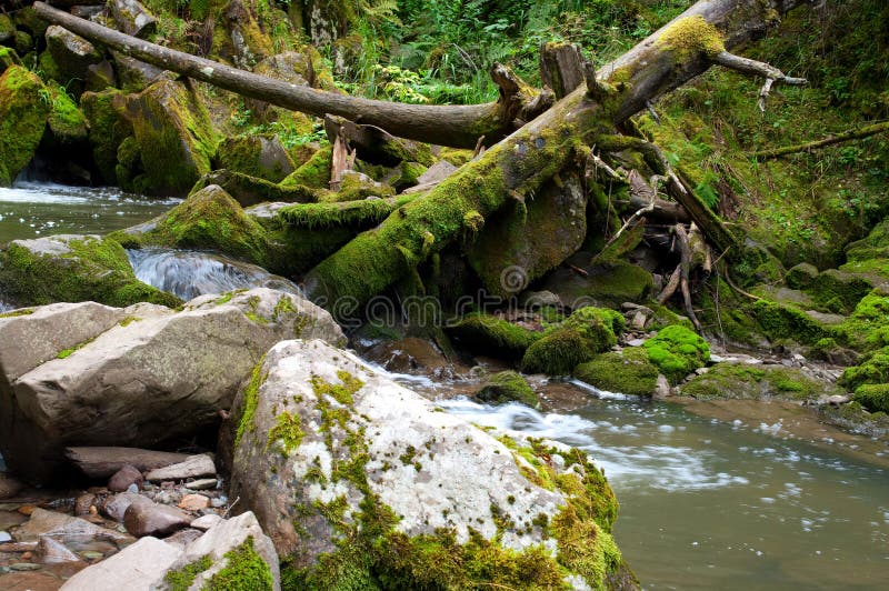 Deep Forest River Landscape Stock Image - Image of brook, waterfall ...