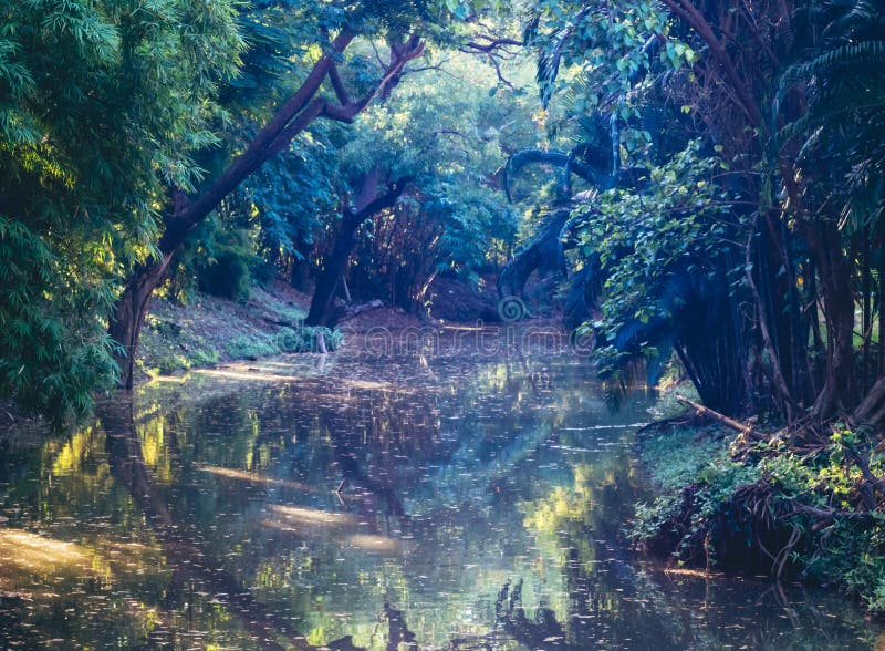 Deep Forest and River Landscape in Tropical Forest Asia Stock Image ...