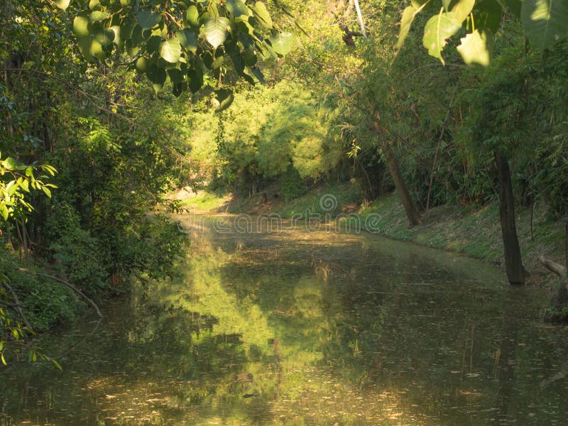 Deep Forest and River Landscape in Tropical Forest Asia Stock Photo ...