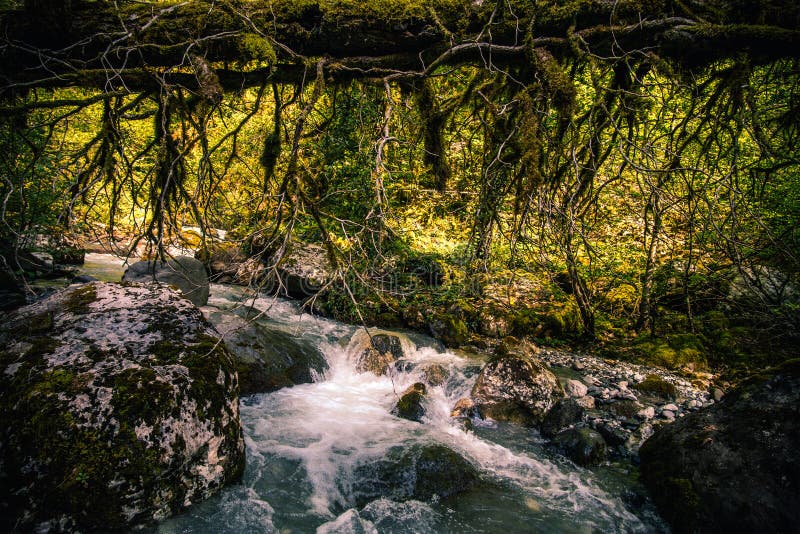 Deep Forest And River Wild Nature Landscape Stock Image - Image of ...