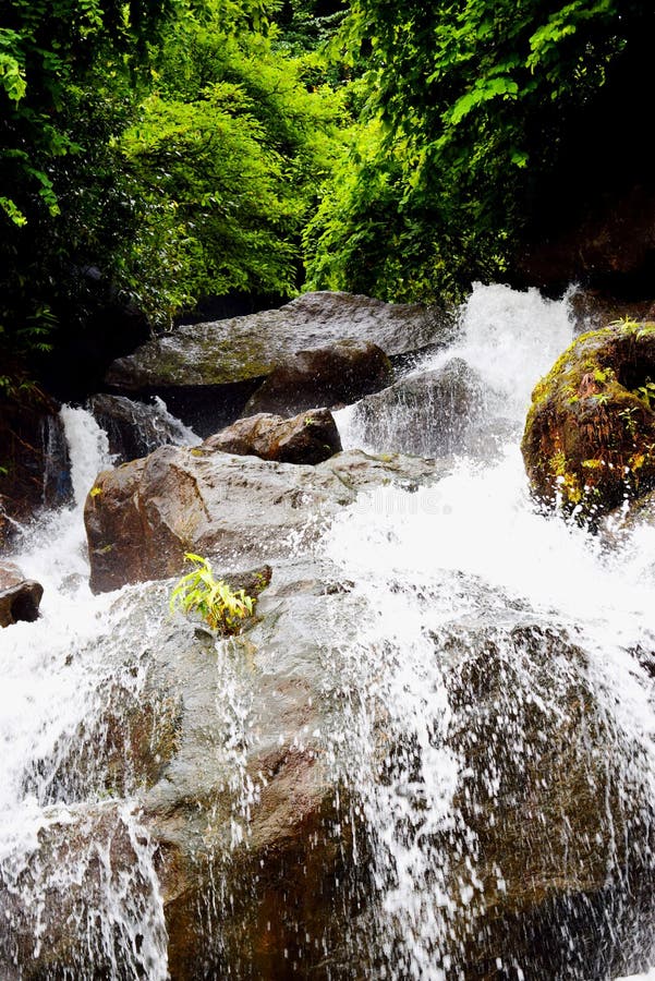 Deep Forest River Wild Waterfall View. Forest River Wild Landscape ...