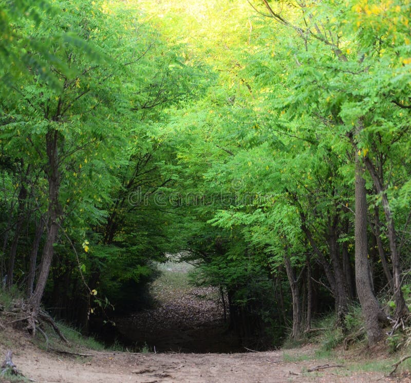 Deep forest road stock photo. Image of road, trail, forest - 154803304