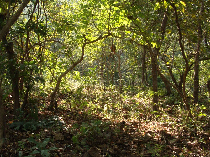 Deep forest stock photo. Image of sunlight, india, shurbs - 79989846