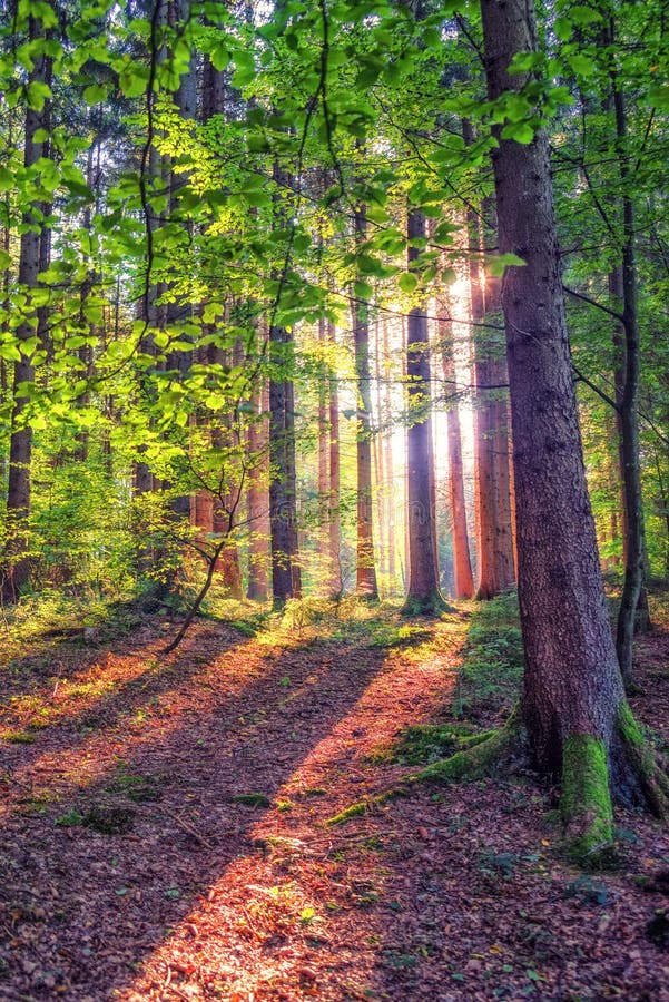 Deep Forest with Soft Sun Rays Stock Photo - Image of late, summer ...