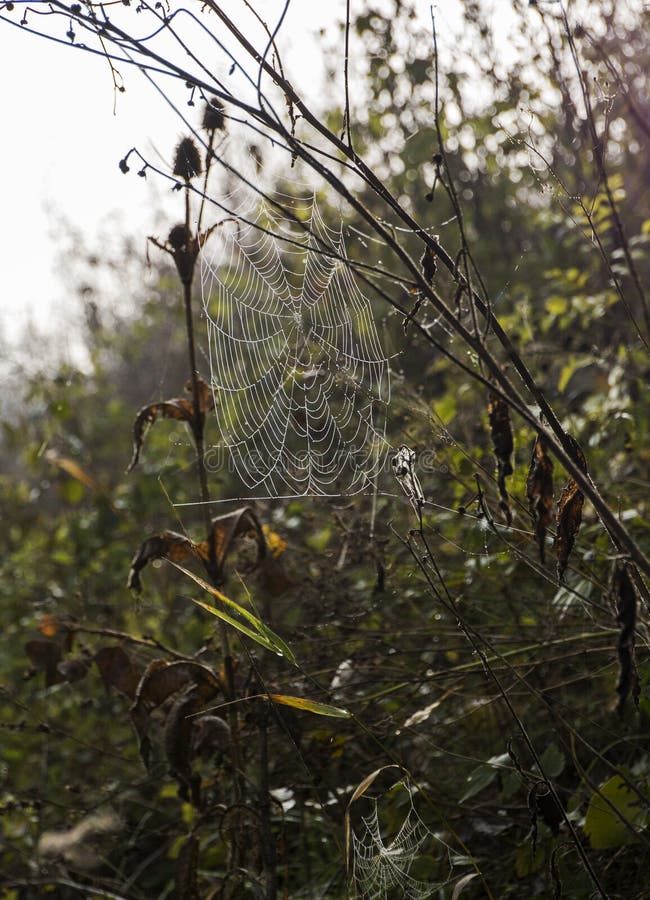 Spider Netvork on Morning Ligt Stock Image - Image of nature, color ...
