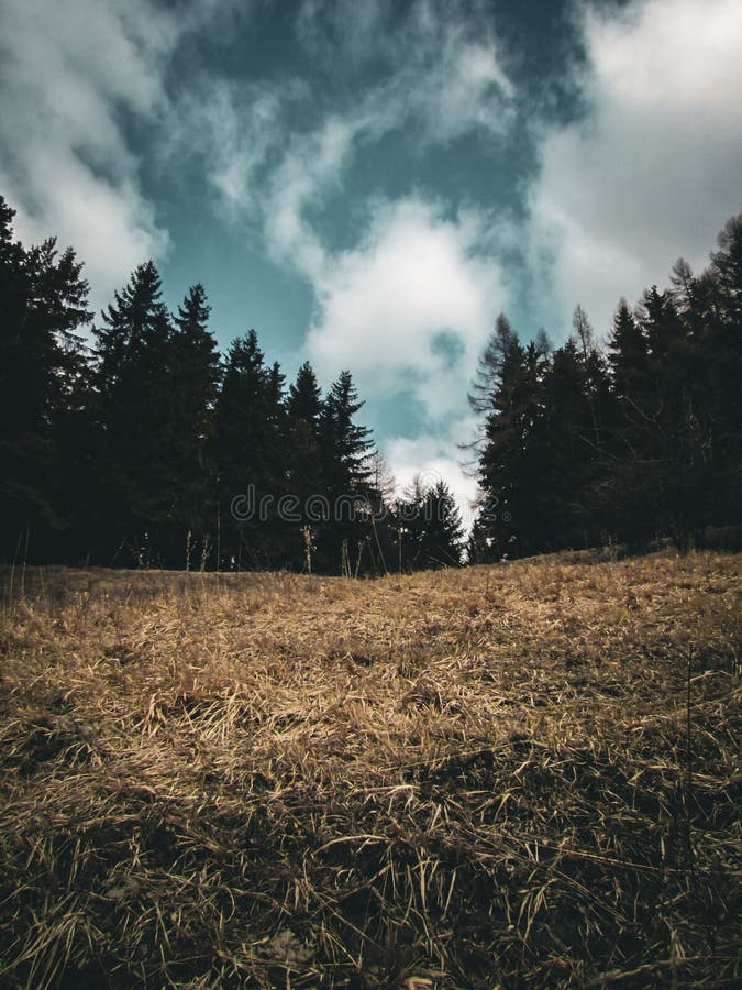 Deep Forest Splits Straw M Blueadow and Deep Sky with the Partial ...