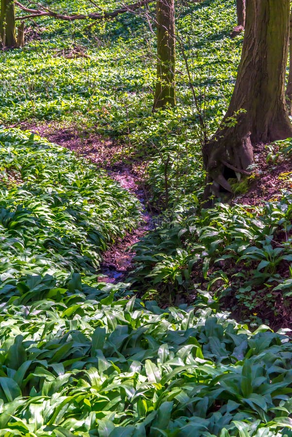 Deep Forest at Spring Afternoon, Full of Wild Garlic and Small Stream ...