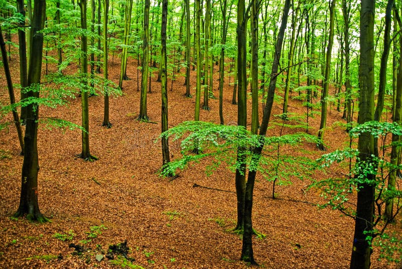 Deep Forest in Spring with Fresh Green Leafs Stock Image - Image of ...